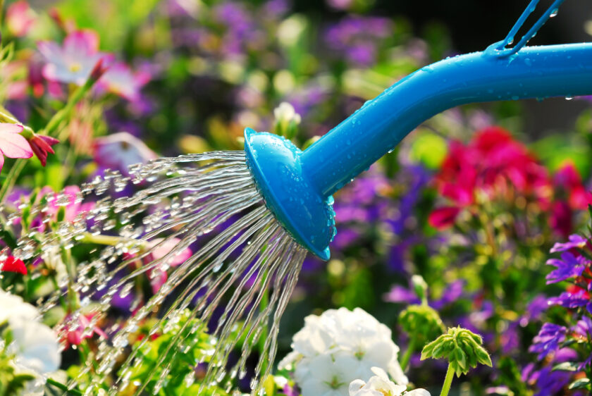 Gardening for Beginners - Creating an Easy-Care, Wildlife-Friendly ...